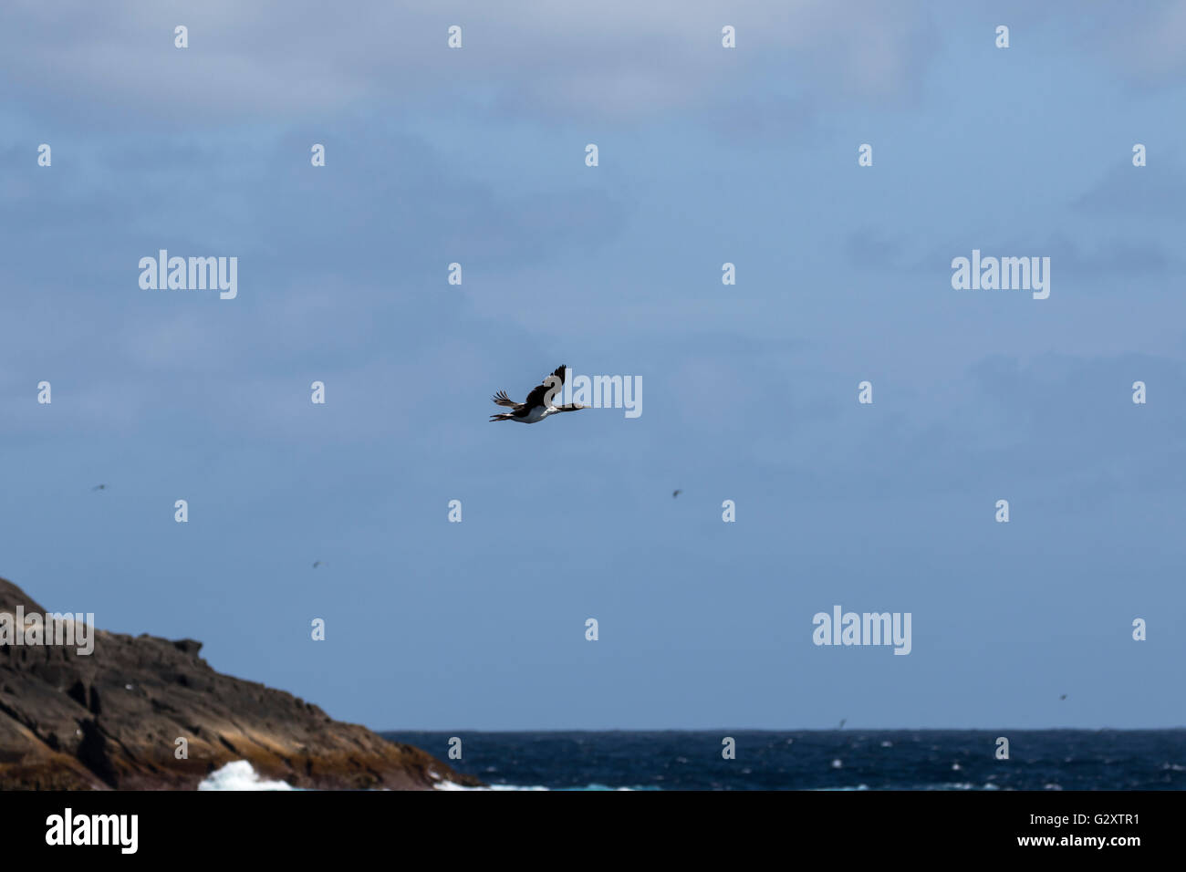 Bounty shag hi-res stock photography and images - Alamy
