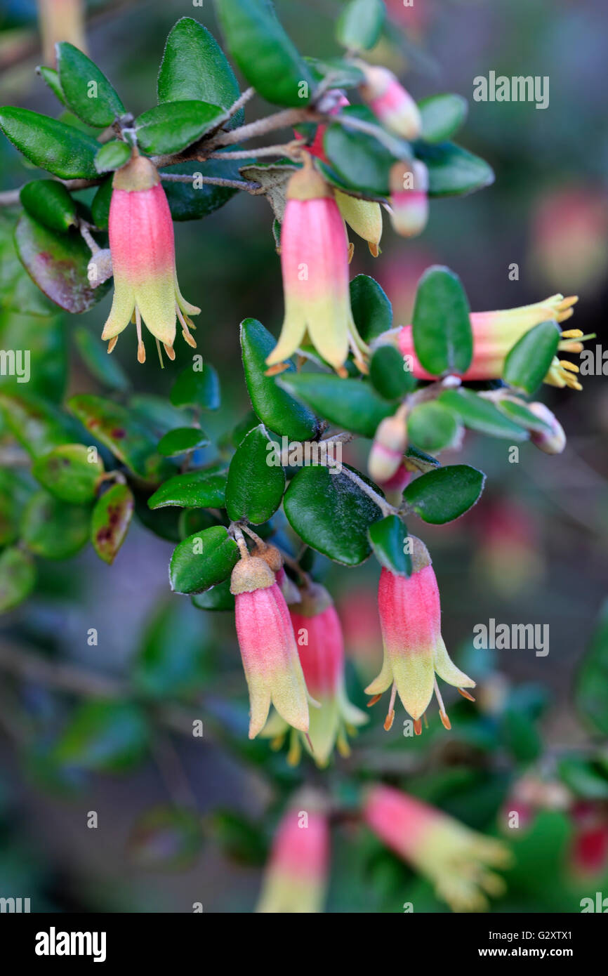 Australian yellow flowers hi-res stock photography and images - Alamy