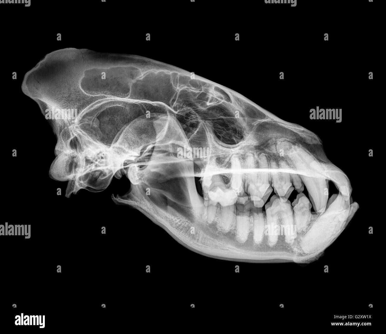 Animal skull side view Black and White Stock Photos & Images - Alamy