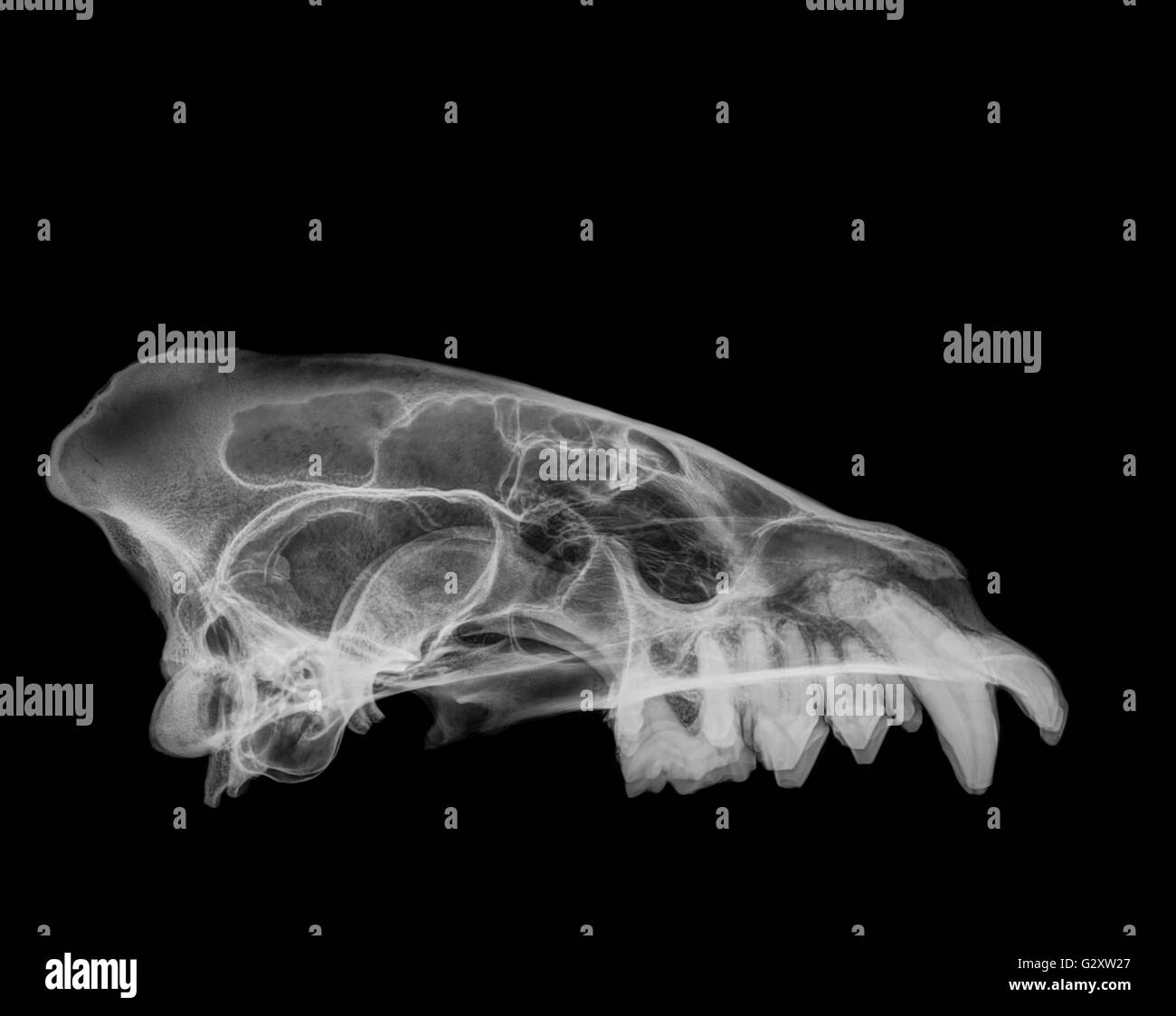 Animal skull side view hi-res stock photography and images - Alamy