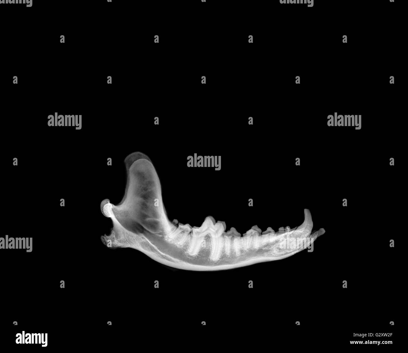 Wolf teeth hi-res stock photography and images - Alamy