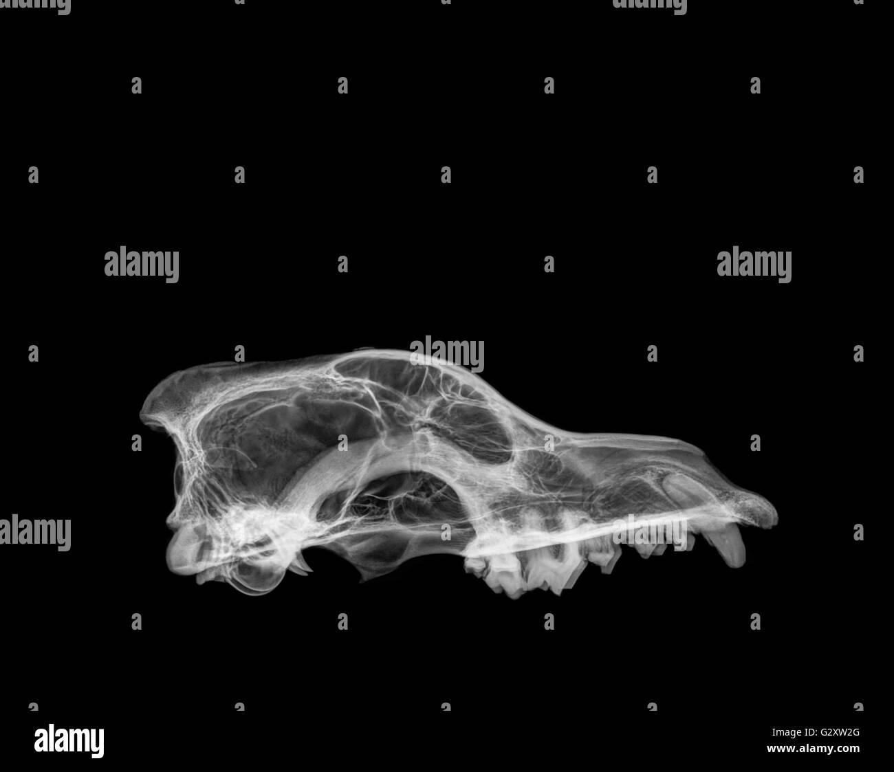 Wolf teeth hi-res stock photography and images - Alamy