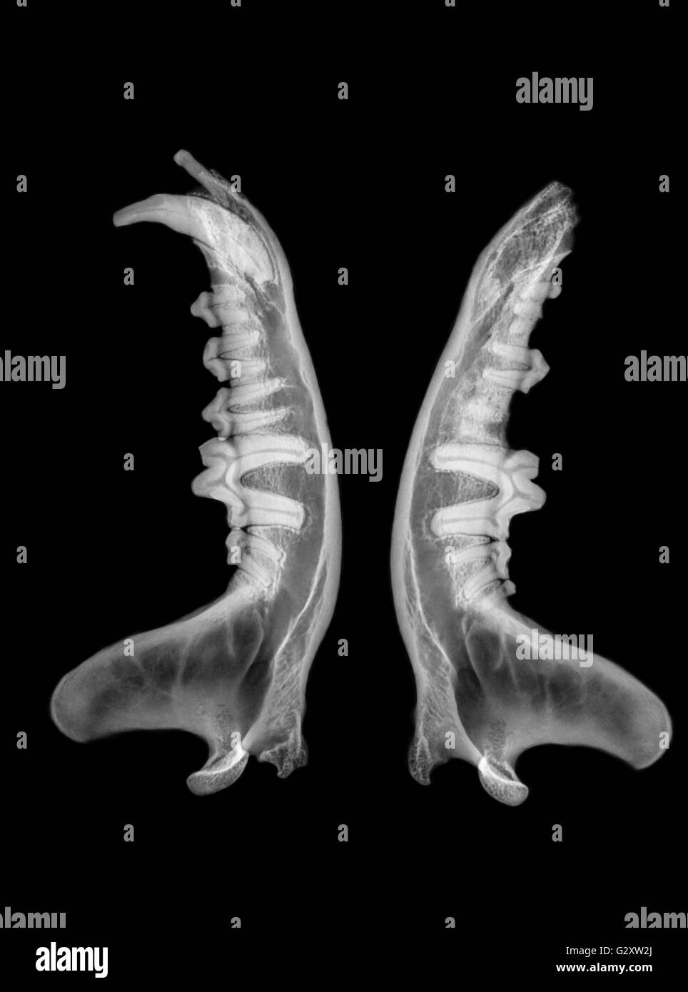 Side View X-ray of a skull of a wolf on black background Stock Photo ...