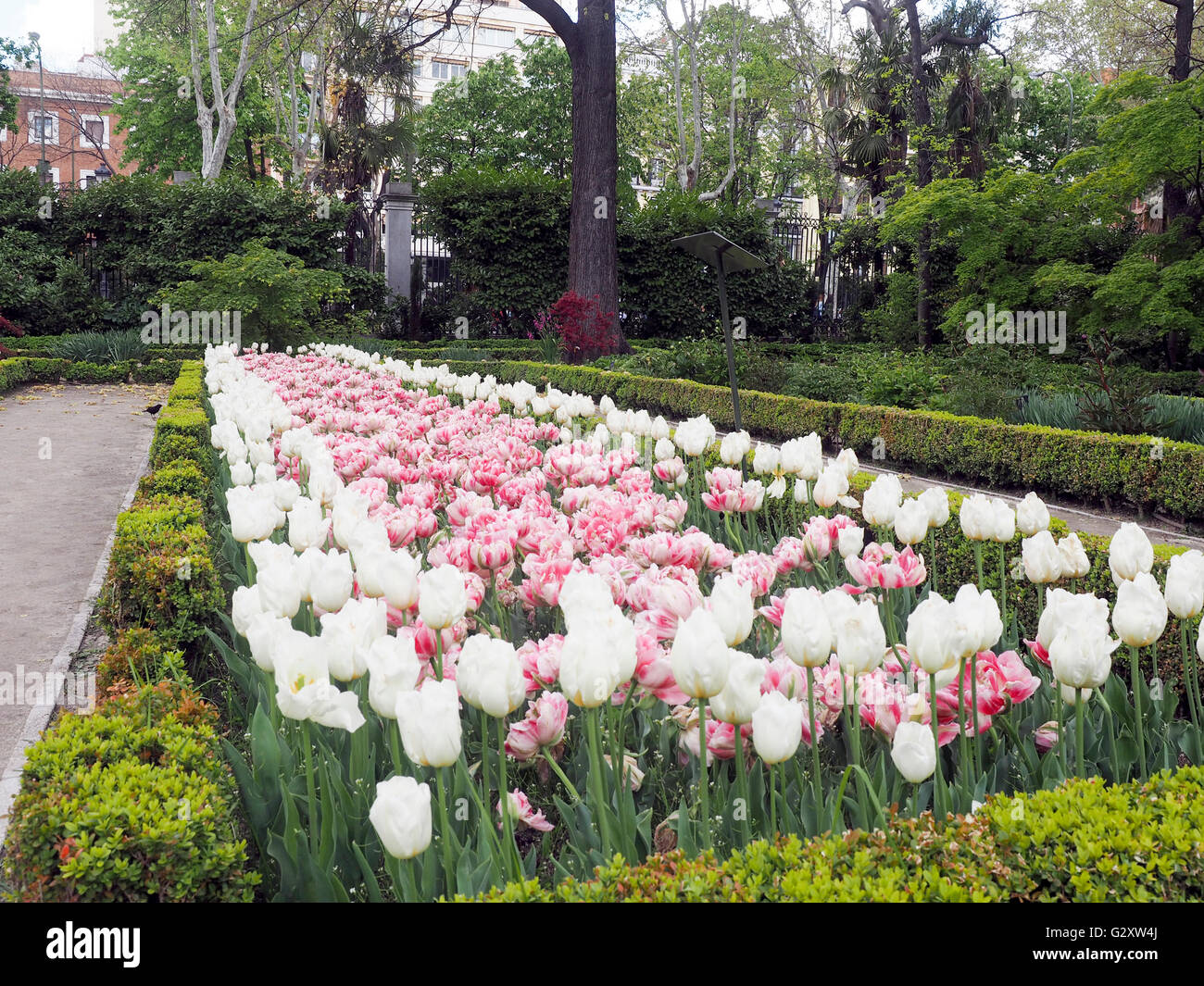 Tulips in a flowerbed, Madrid, Spain Stock Photo - Alamy