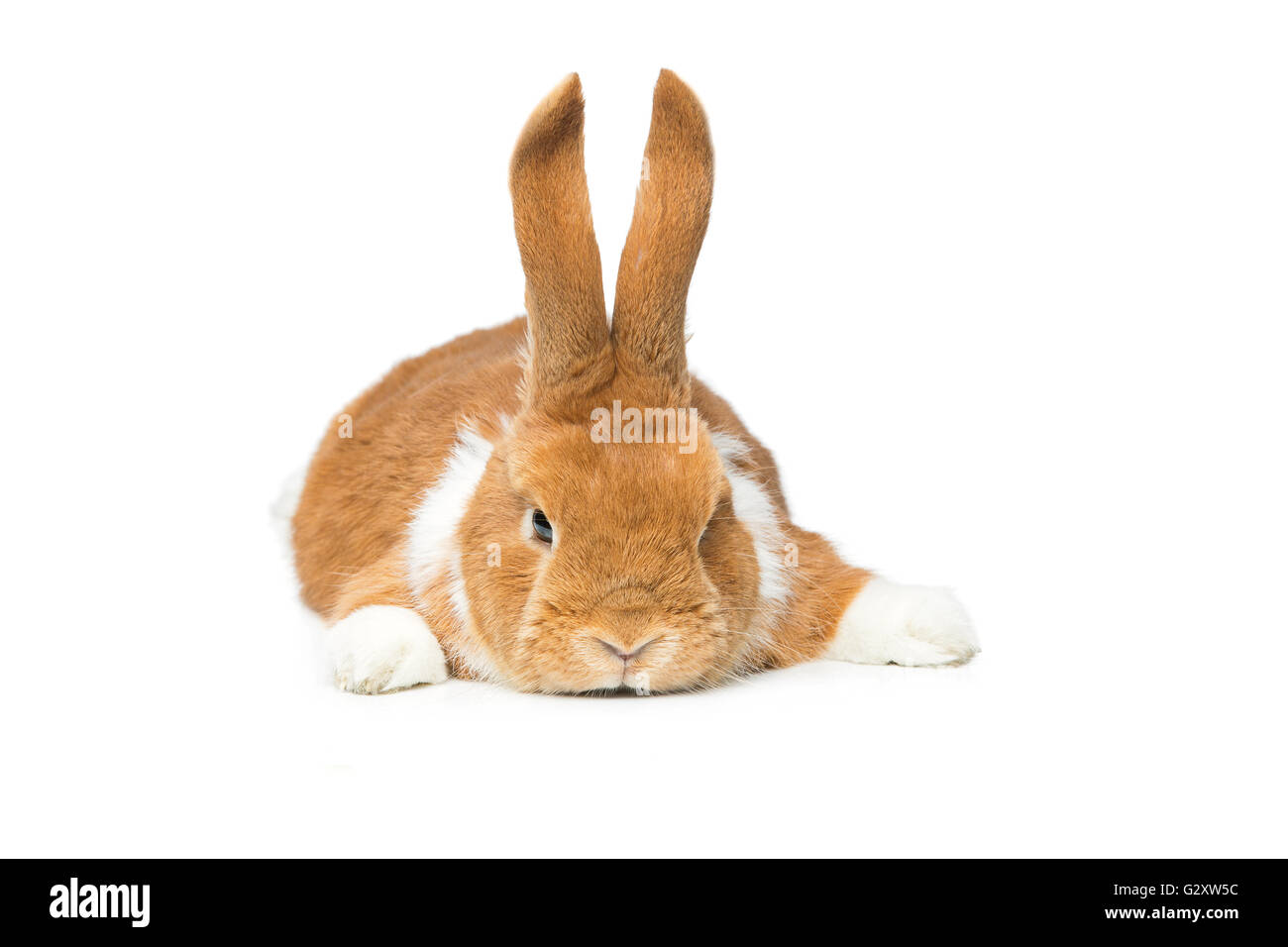 Beautiful domestic rabbit Stock Photo - Alamy