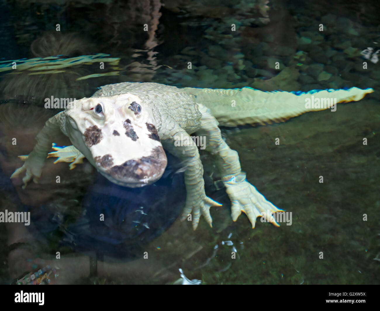 Leucistic Alligator