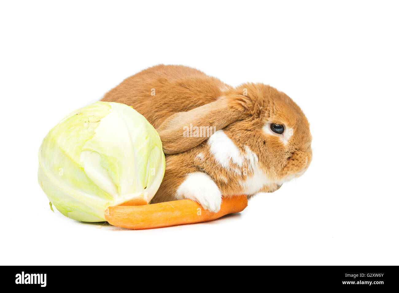 Beautiful domestic rabbit Stock Photo - Alamy