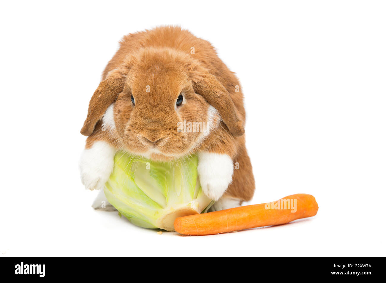 Beautiful domestic rabbit Stock Photo - Alamy