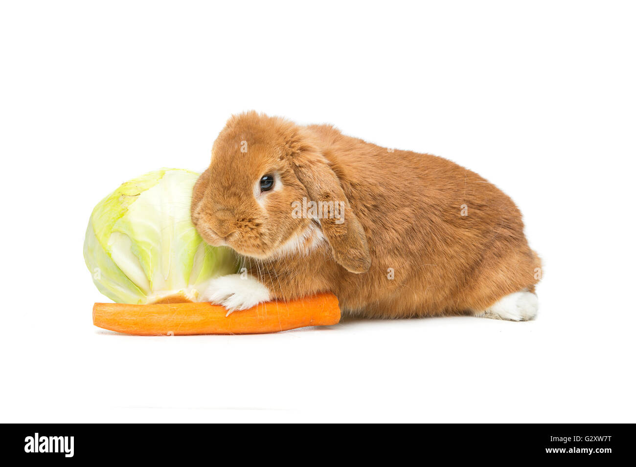 Beautiful domestic rabbit Stock Photo - Alamy
