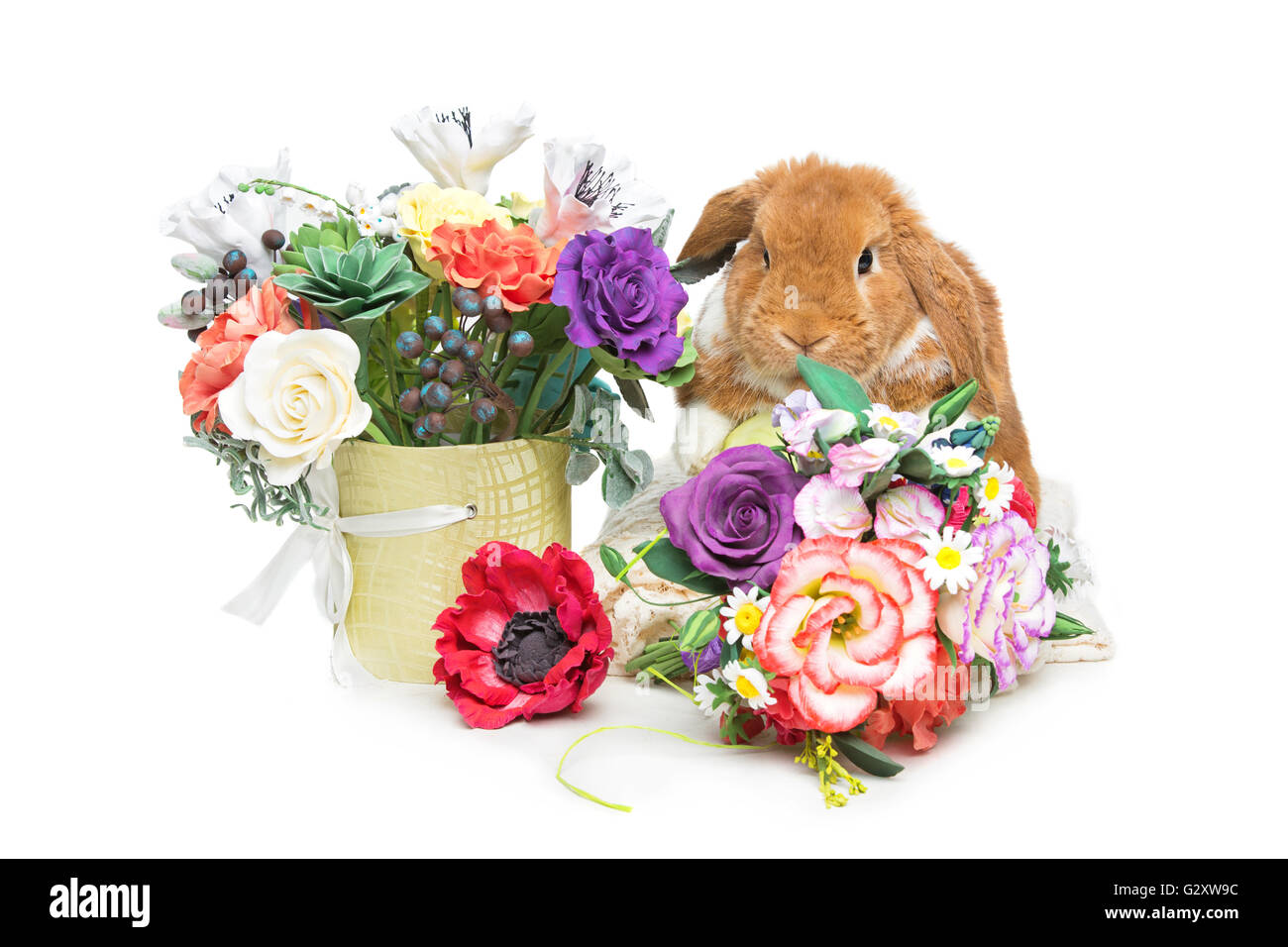 Beautiful domestic rabbit Stock Photo - Alamy