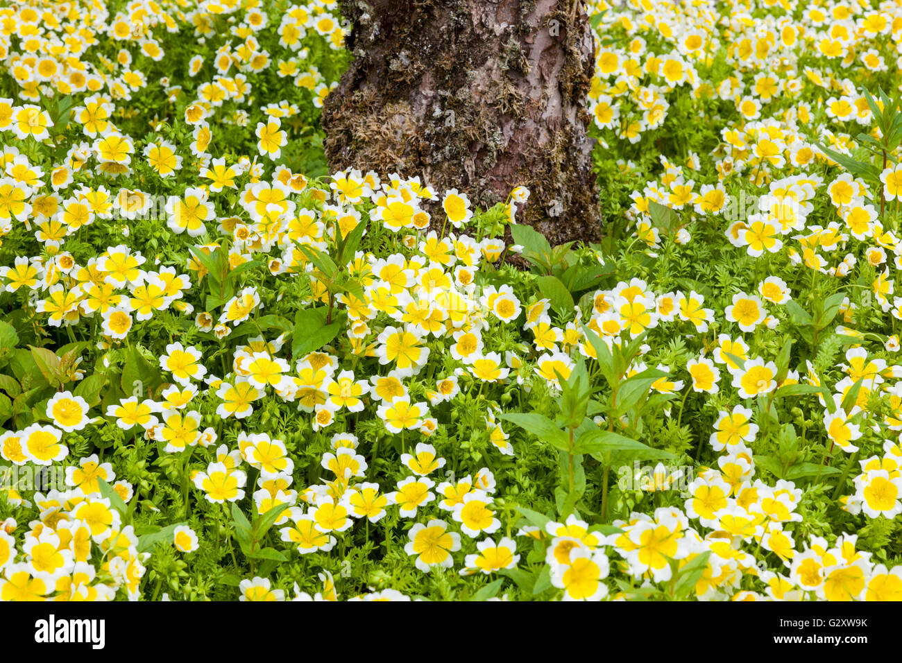 Egg plant flowers hi-res stock photography and images - Alamy