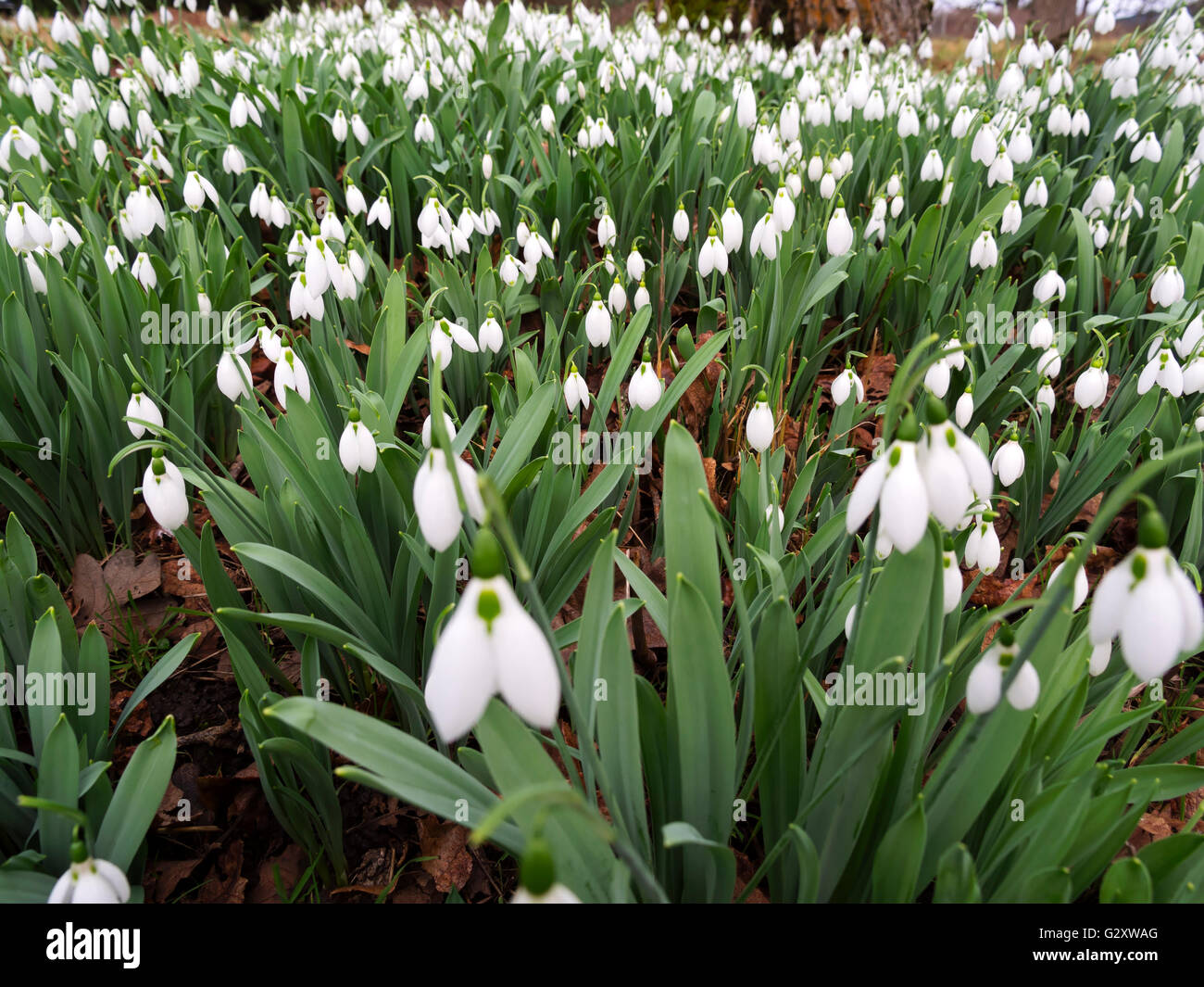 Naturalized hi-res stock photography and images - Alamy
