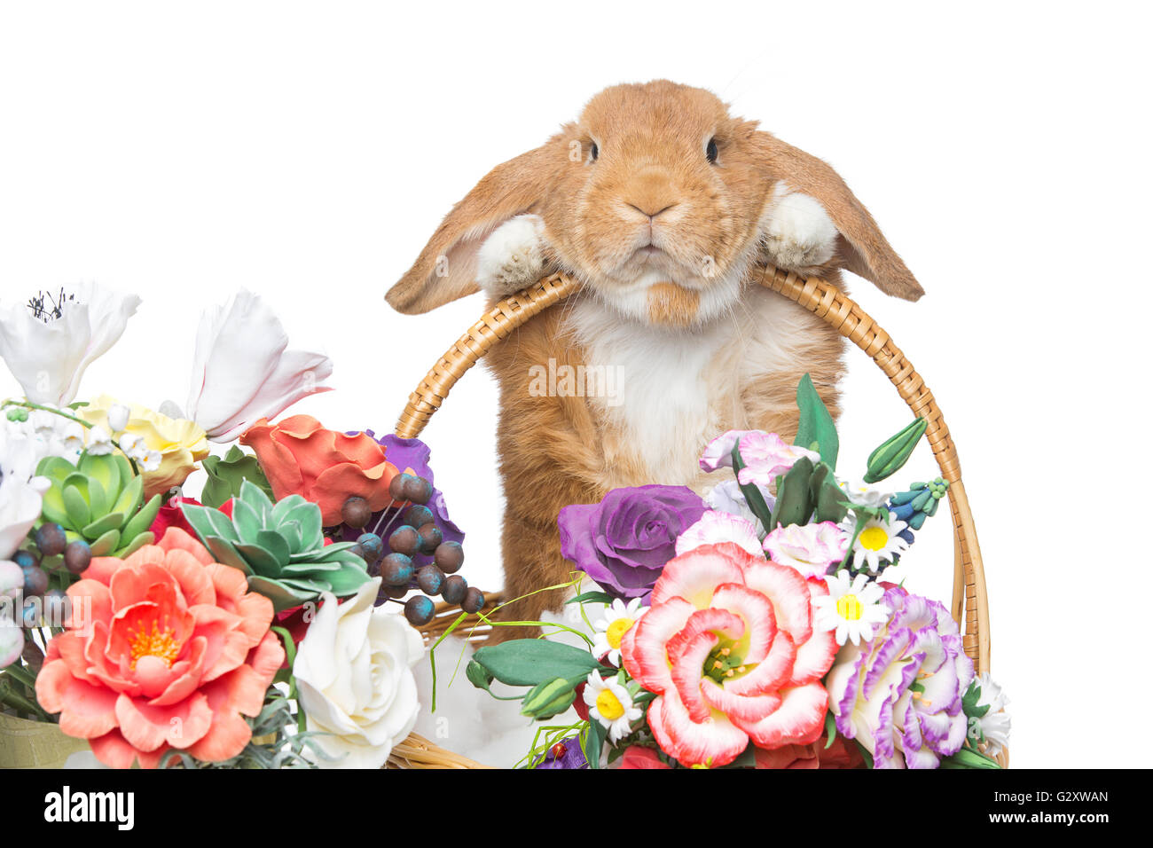 Beautiful domestic rabbit Stock Photo - Alamy