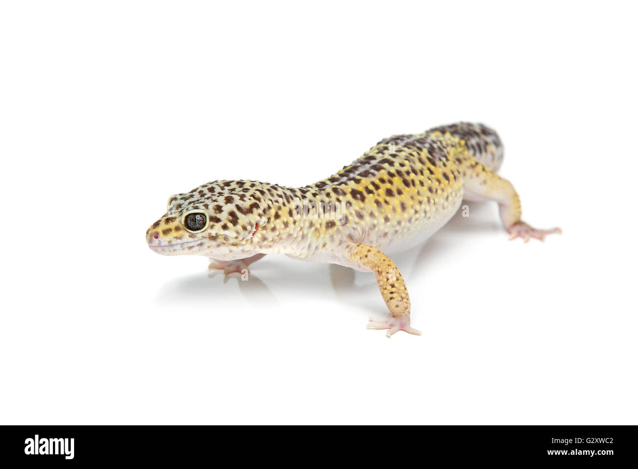 Small gicon lizard Stock Photo - Alamy