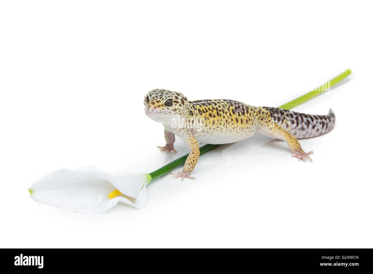 Small gicon lizard Stock Photo - Alamy