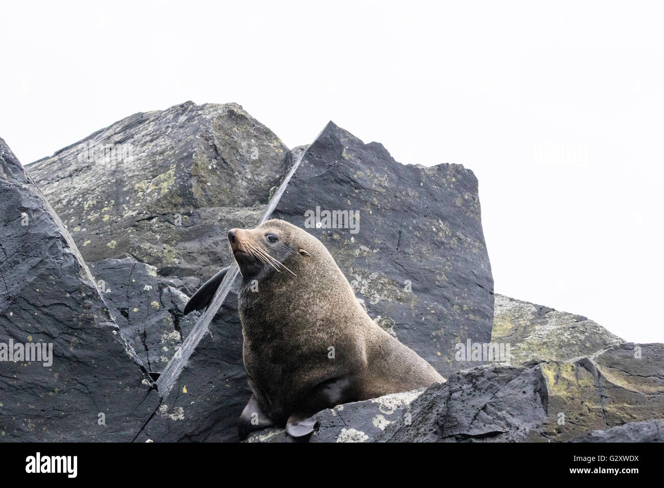 Antipodes Island, New Zealand sub-Antarctic Stock Photo - Alamy