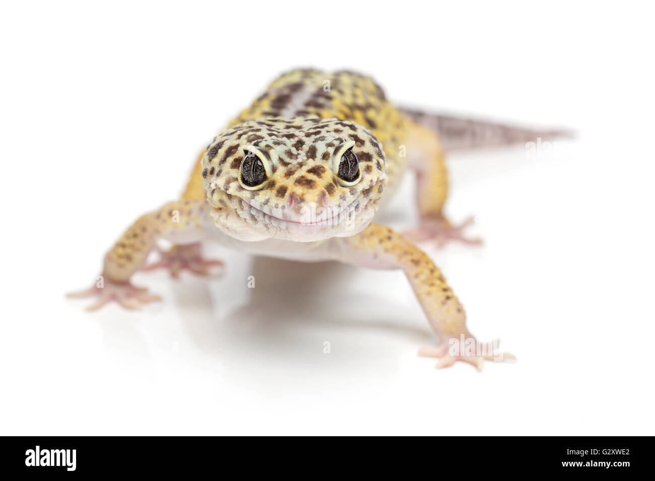 Small gicon lizard Stock Photo - Alamy