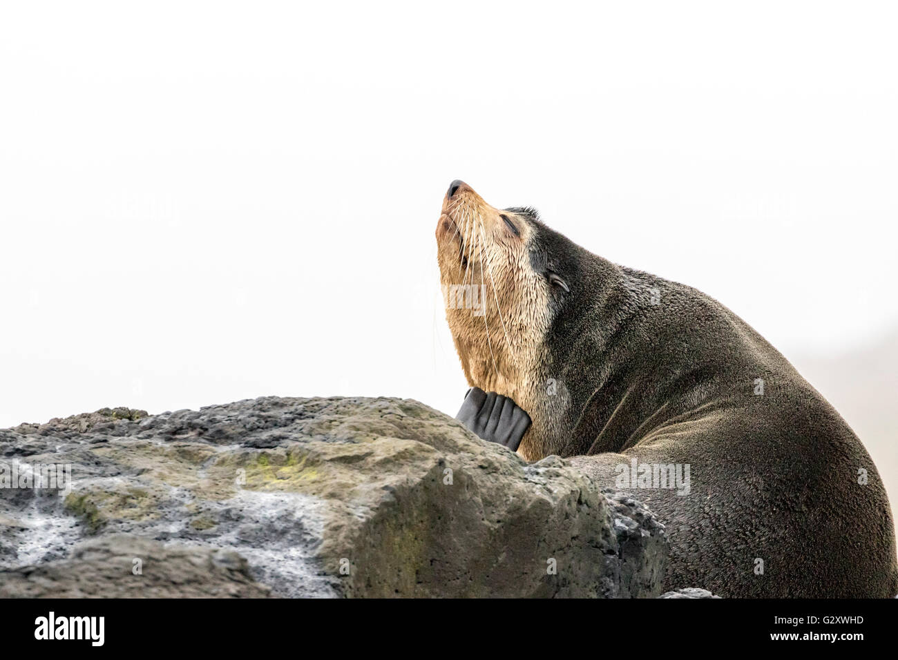 Male subantarctic fur seal scratching at Antipodes Island, New Zealand ...