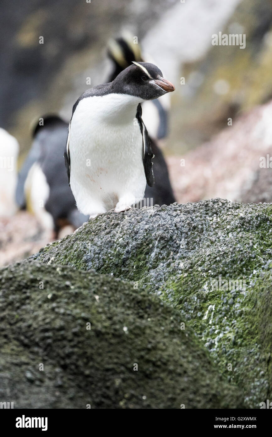 Antipodes Island, New Zealand sub-Antarctic Stock Photo - Alamy