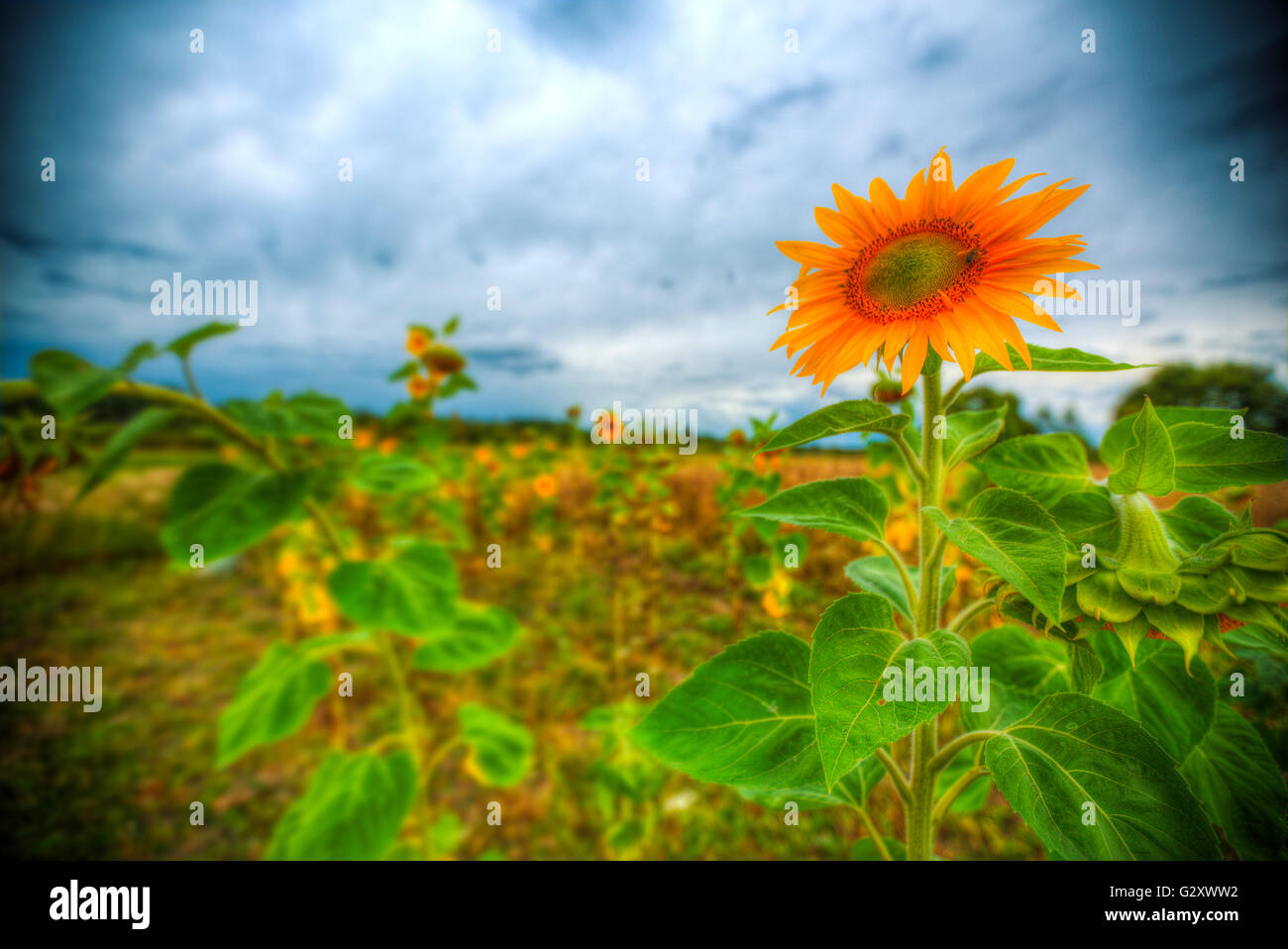 Sunflowers grow in the field. early autumn Stock Photo - Alamy