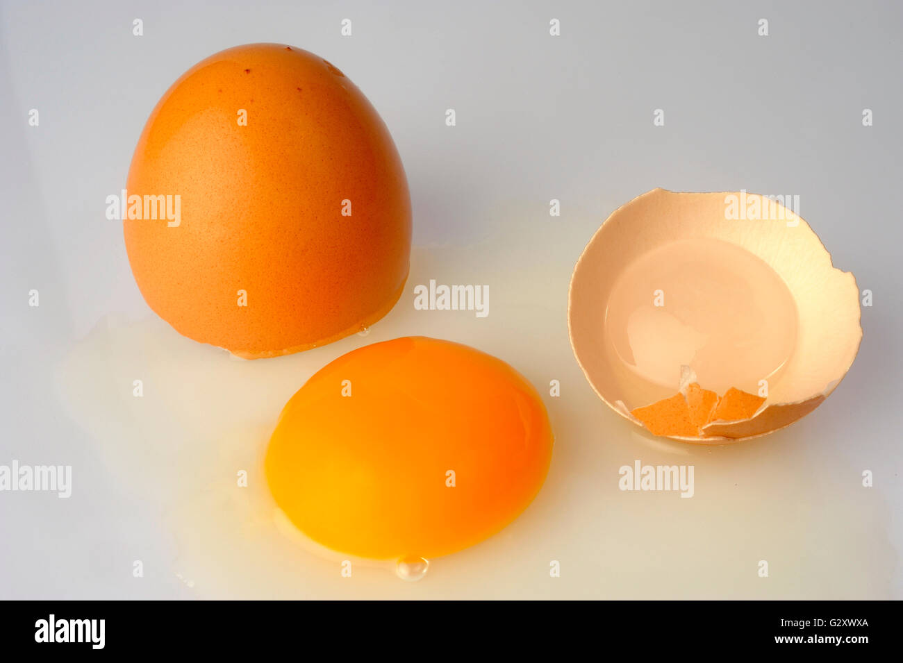 broken eggs photographed in studio to illustrate the fragility or ...