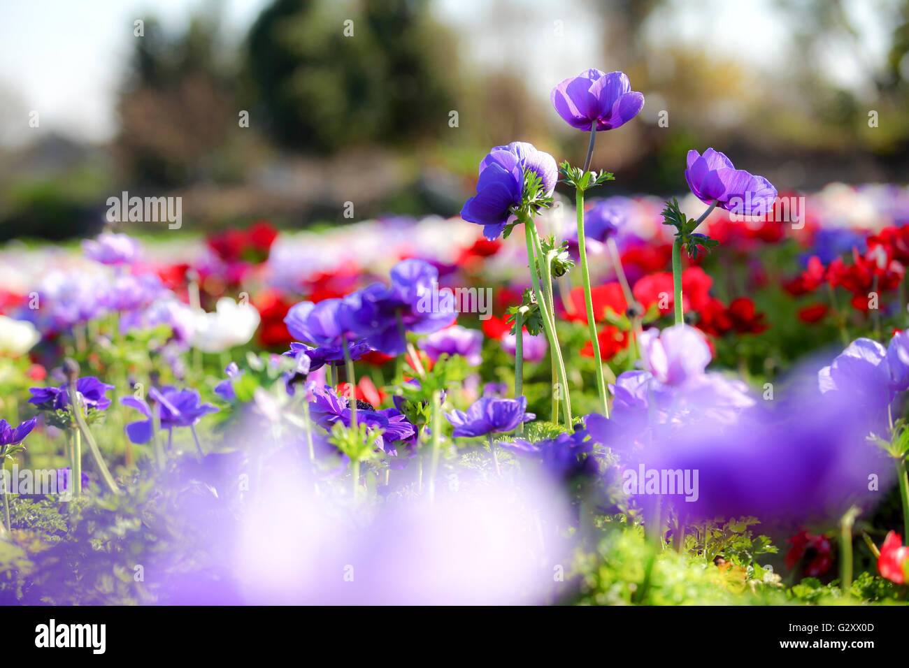 A field of cultivated colourful and vivid Anemone flowers. Photographed ...