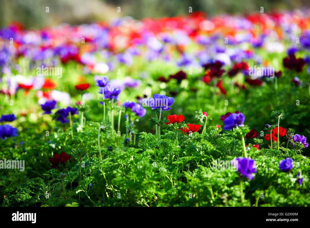 A field of cultivated colourful and vivid Anemone flowers. Photographed ...