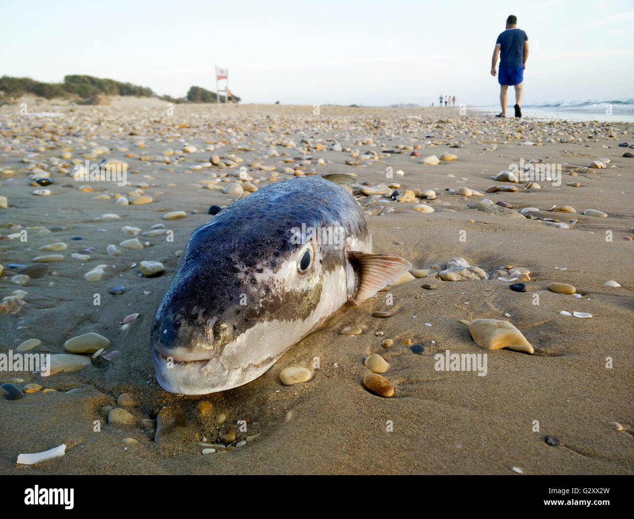 Smooth pufferfish hi-res stock photography and images - Alamy