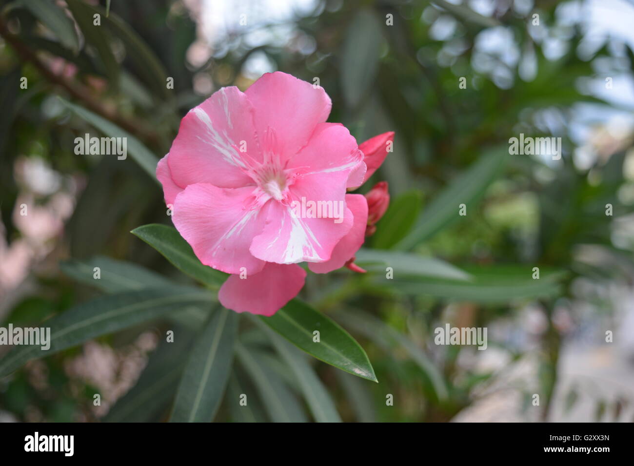 Oleander flower in plant Stock Photo - Alamy