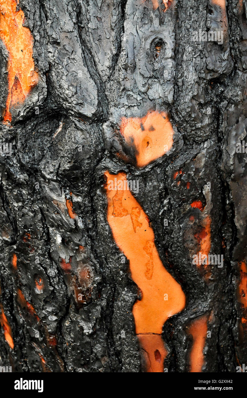 Close up Burnt pine tree. Photographed in Haifa, Israel Stock Photo - Alamy