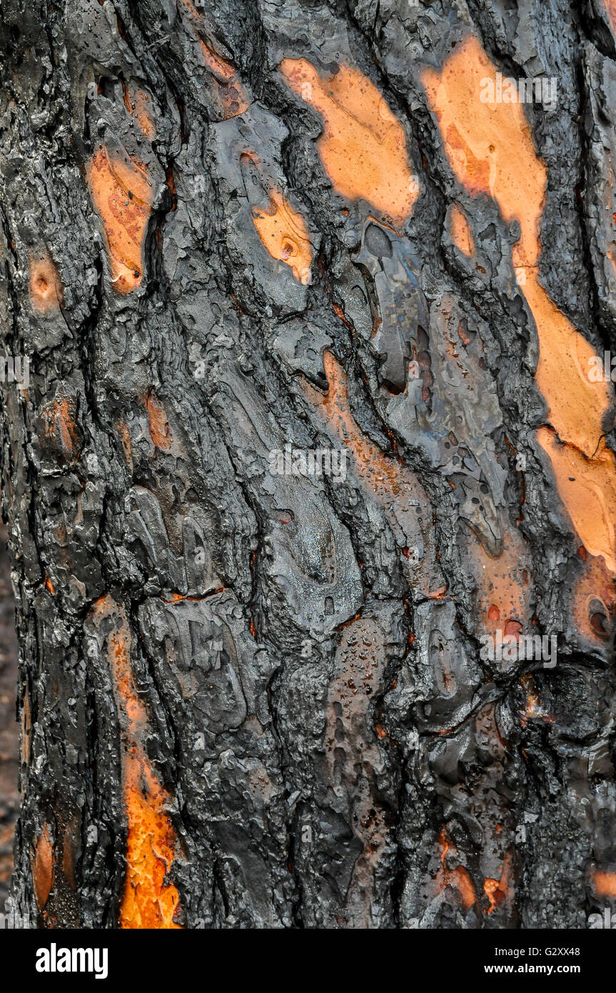Close up Burnt pine tree. Photographed in Haifa, Israel Stock Photo - Alamy