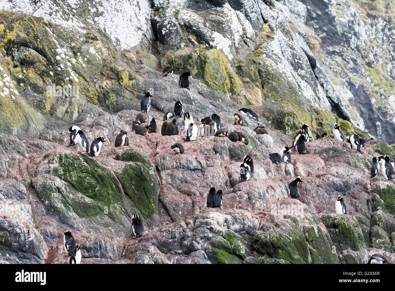 Antipodes Island, New Zealand sub-Antarctic Stock Photo - Alamy