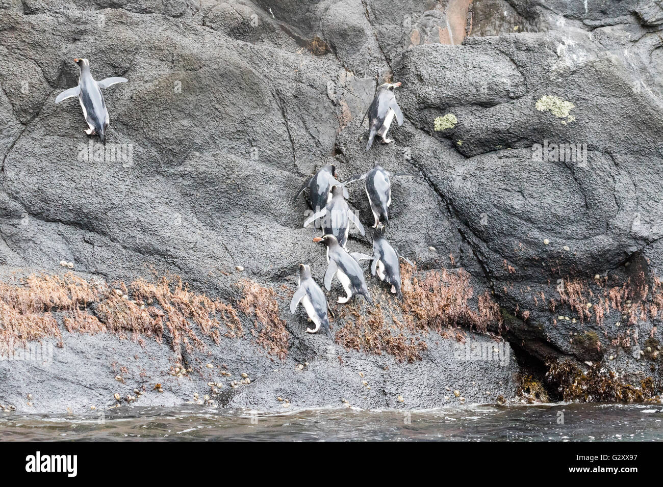 Antipodes Island, New Zealand sub-Antarctic Stock Photo - Alamy