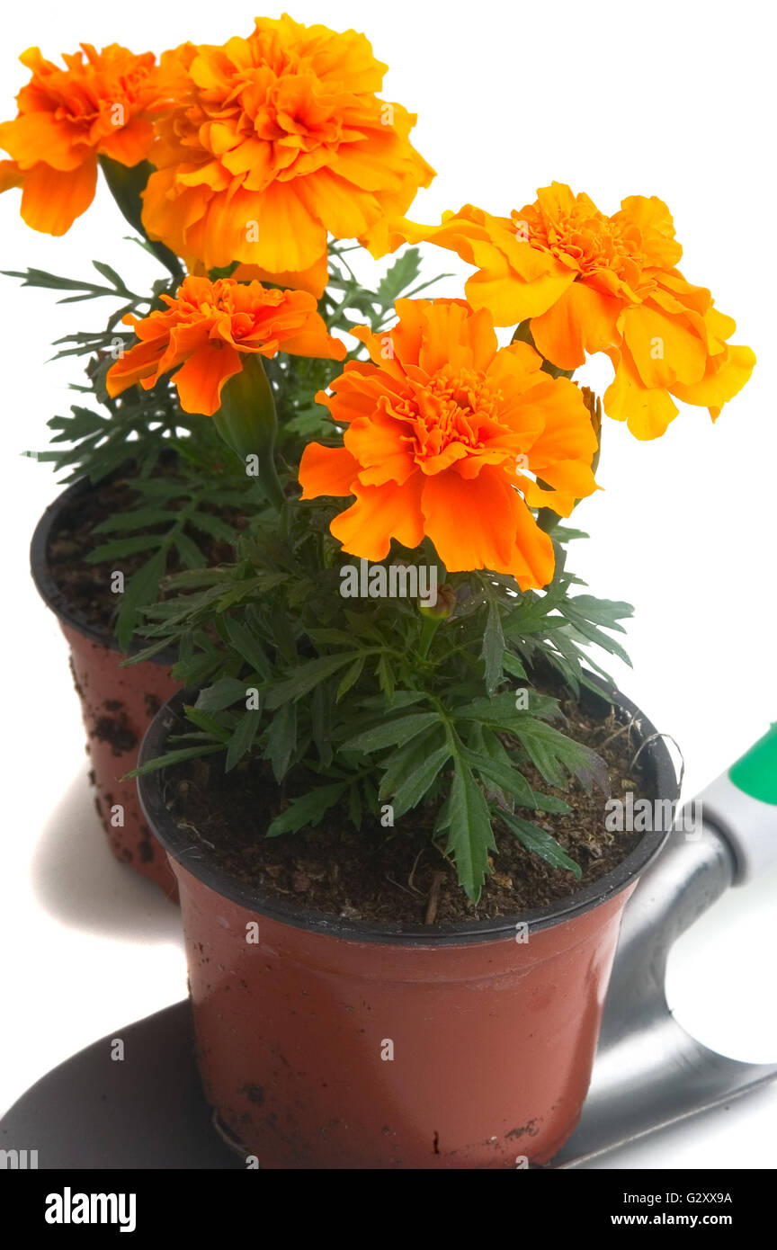 marigolds of different colors photographed in studio on white ...