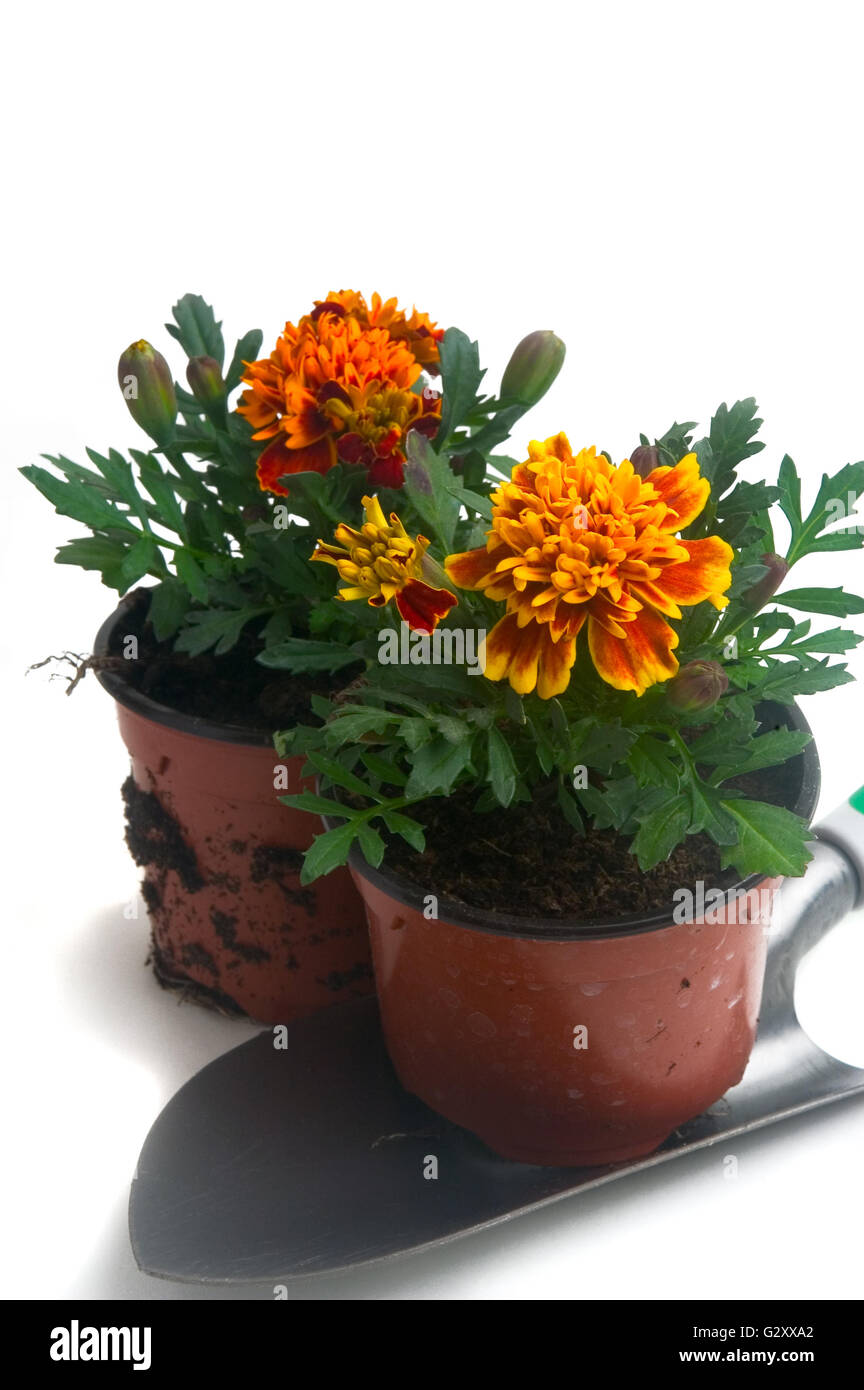 marigolds of different colors photographed in studio on white ...