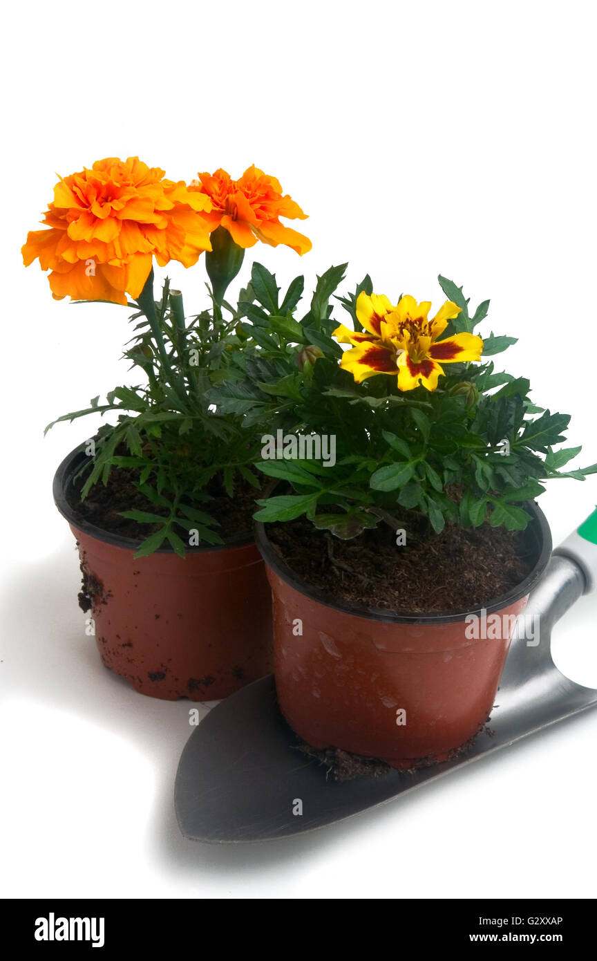 marigolds of different colors photographed in studio on white ...