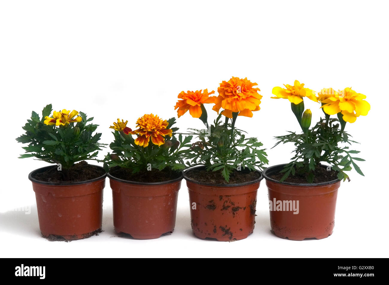marigolds of different colors photographed in studio on white ...