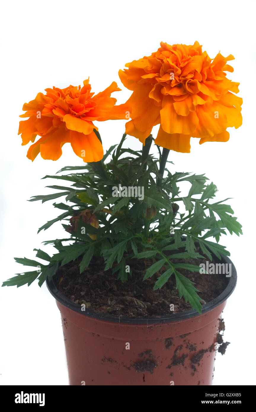 marigolds of different colors photographed in studio on white ...