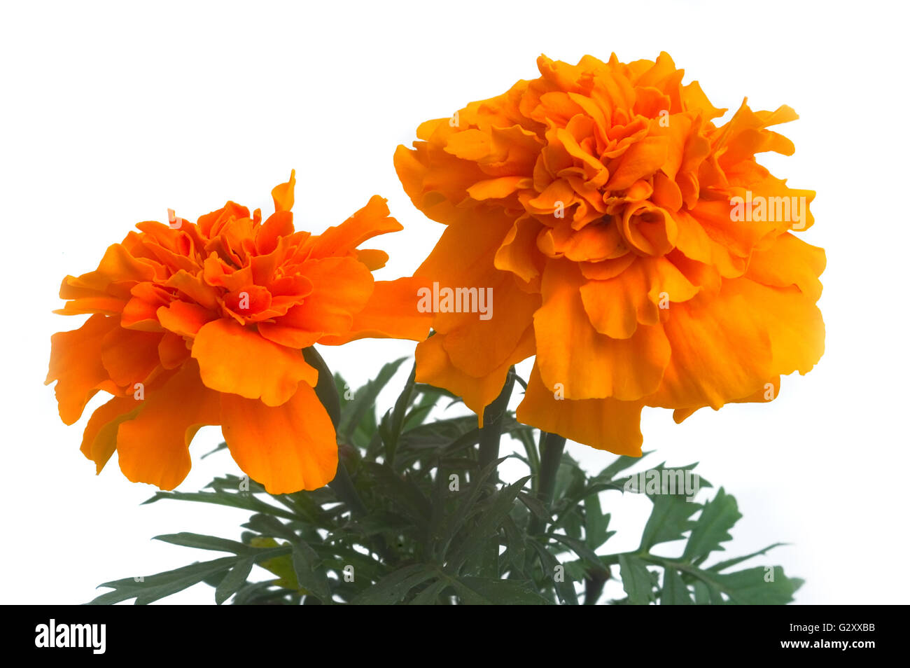 marigolds of different colors photographed in studio on white ...