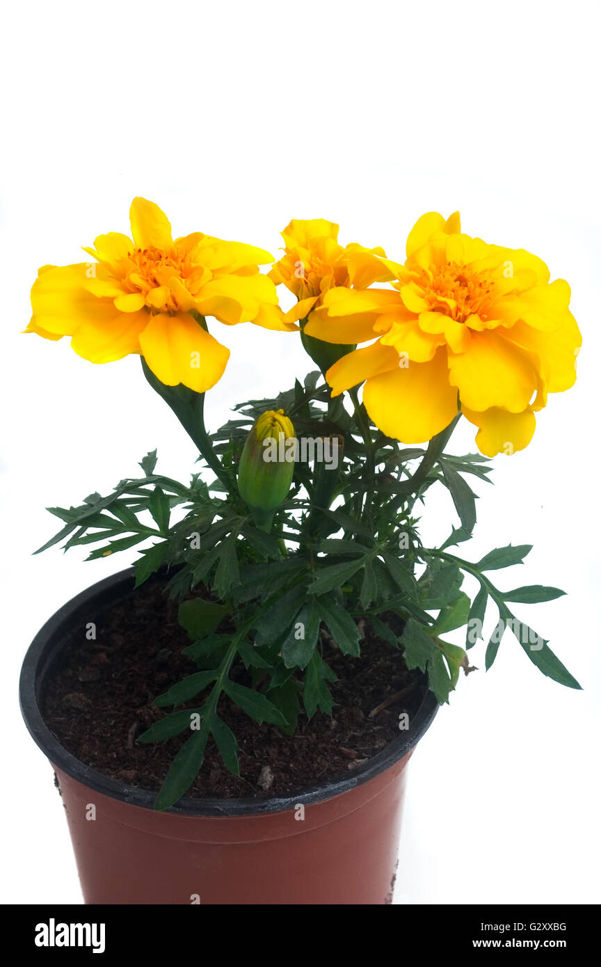 marigolds of different colors photographed in studio on white ...