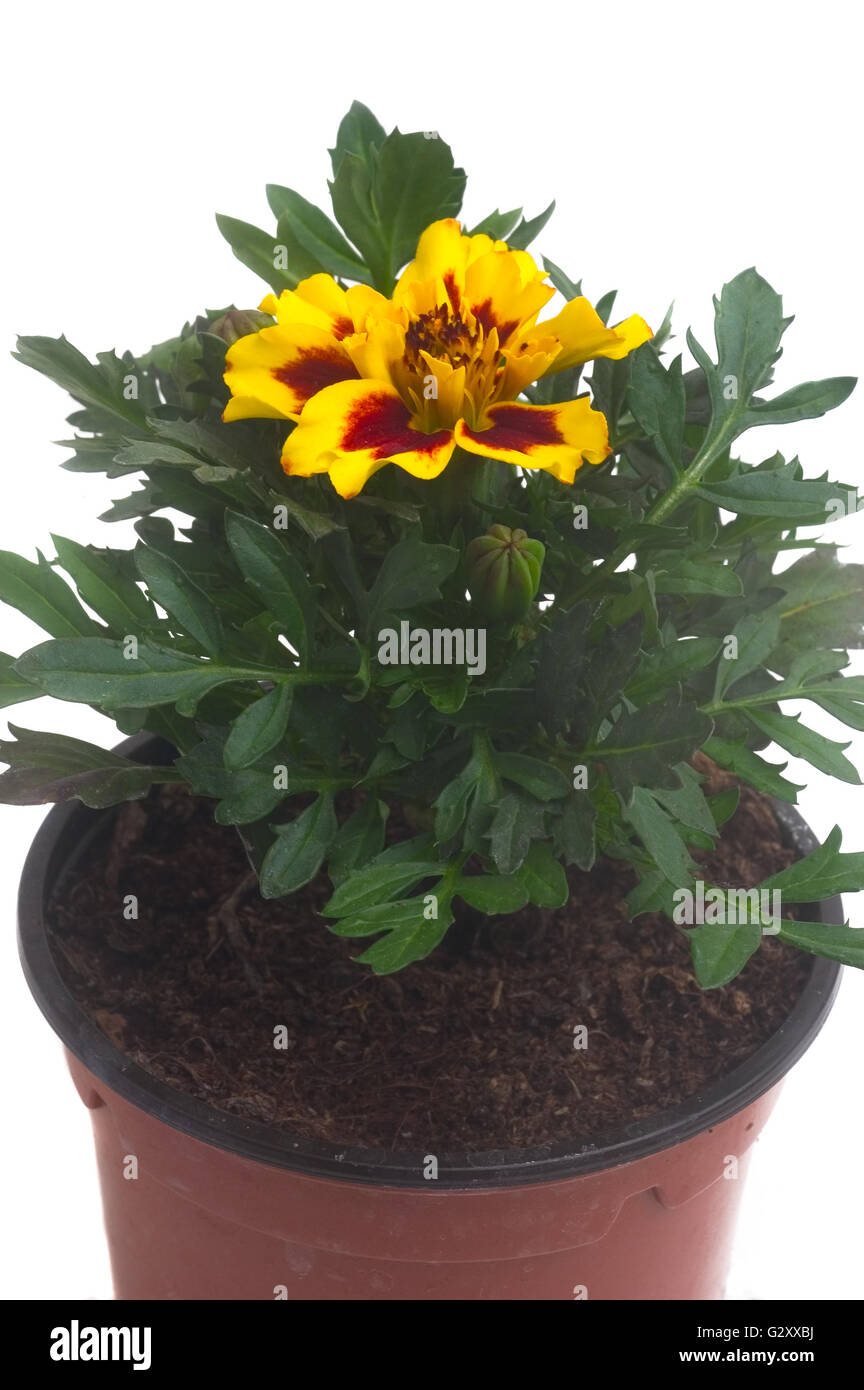 marigolds of different colors photographed in studio on white ...