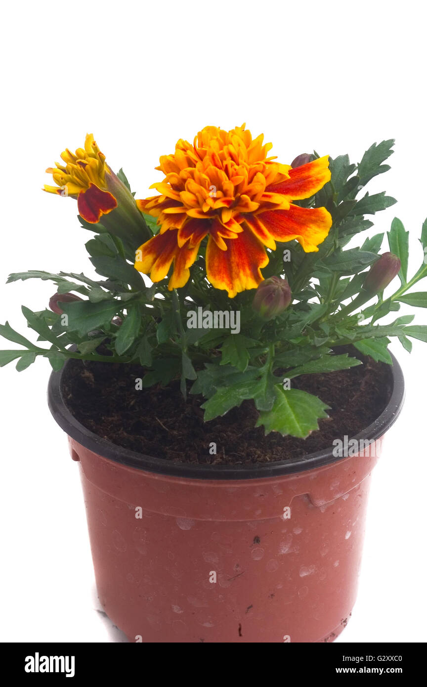 marigolds of different colors photographed in studio on white ...