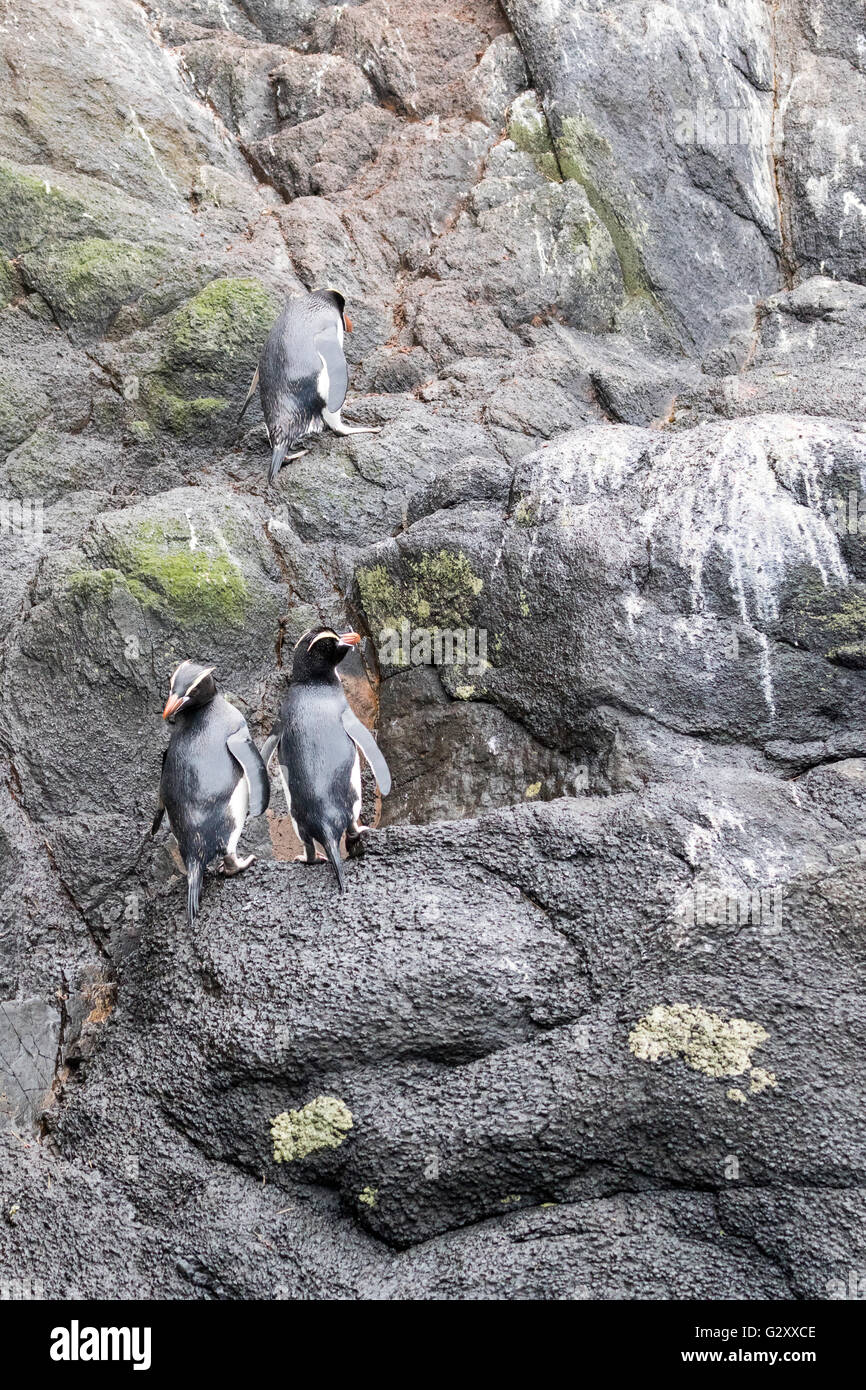 Antipodes Island, New Zealand sub-Antarctic Stock Photo - Alamy