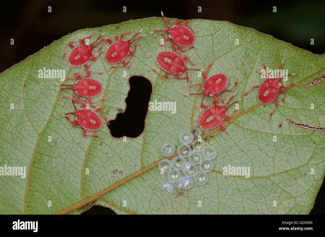 Recently hatched Giant Shield Bug Nymphs Stock Photo - Alamy