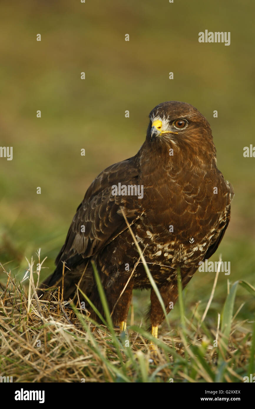 Common Buzzard (Buteo buteo) sitting in grass, the Netherlands Stock ...