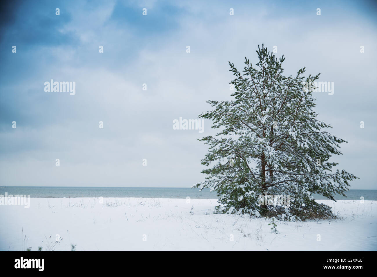 Baltic sea view through the pine tree forest in winter Stock Photo - Alamy