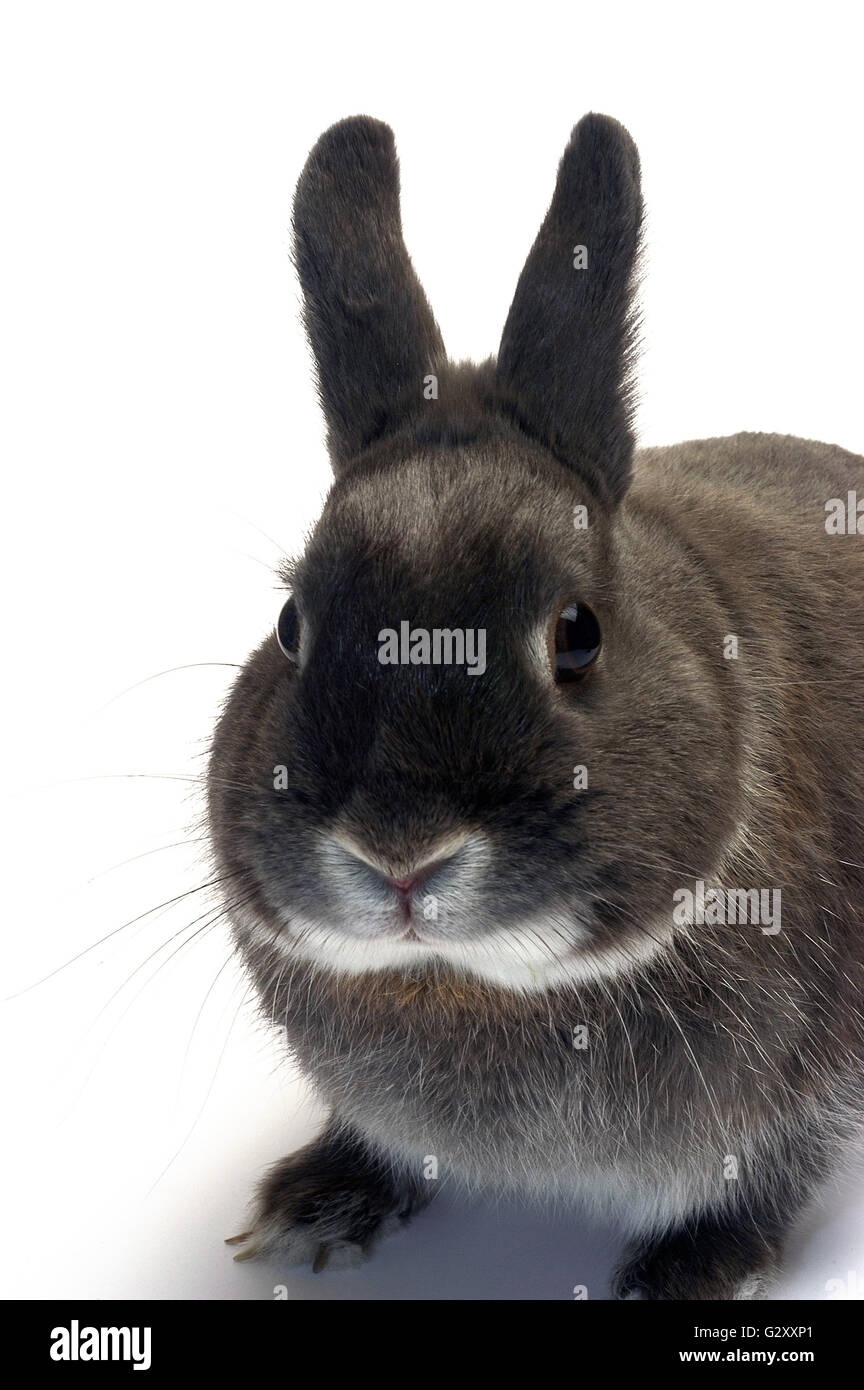 Portrait of a dwarf rabbit photographed in the studio on white ...