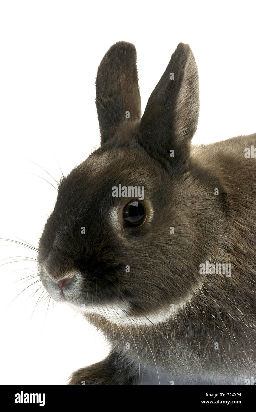 Portrait of a dwarf rabbit photographed in the studio on white ...