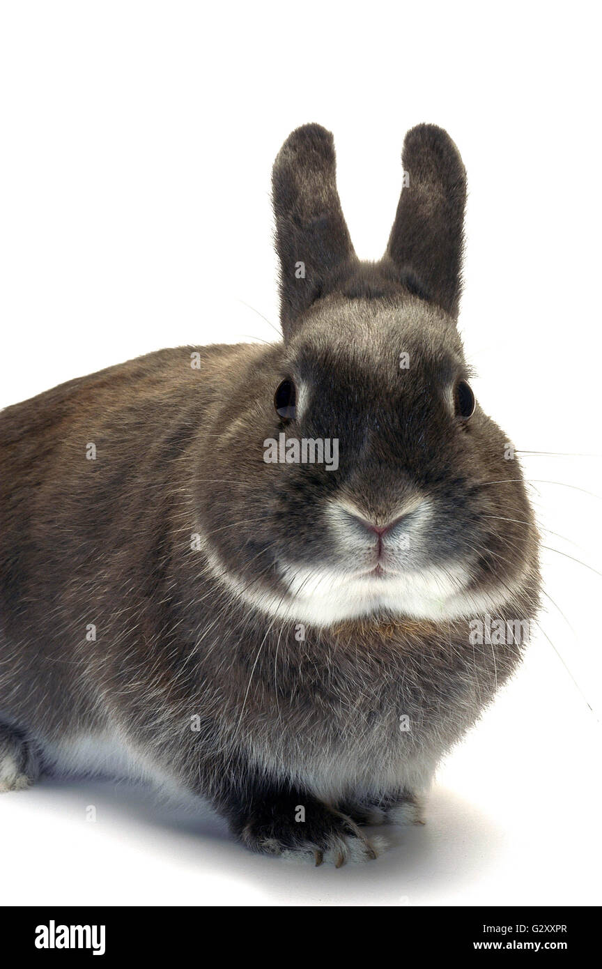 Portrait of a dwarf rabbit photographed in the studio on white ...