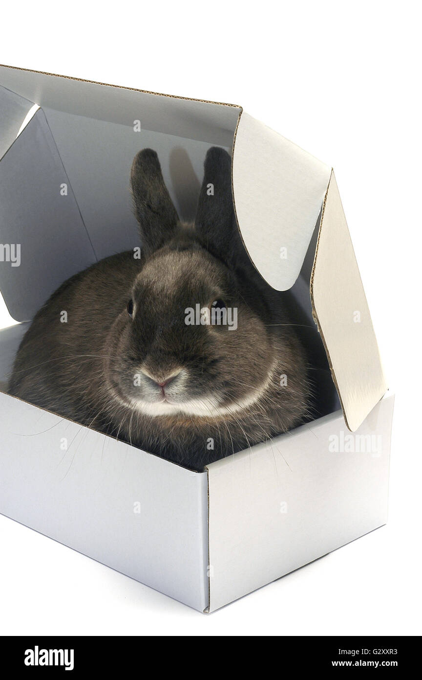 Portrait of a dwarf rabbit in a box that can illustrate the preparation ...